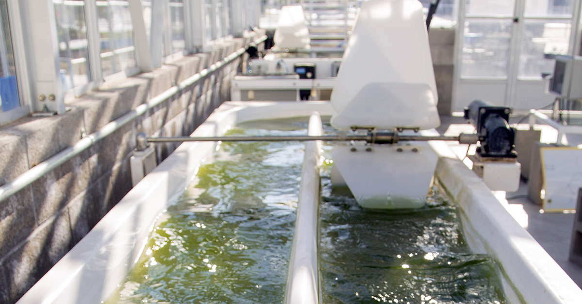 Converting Wastewater Algae Into High-Value Resources